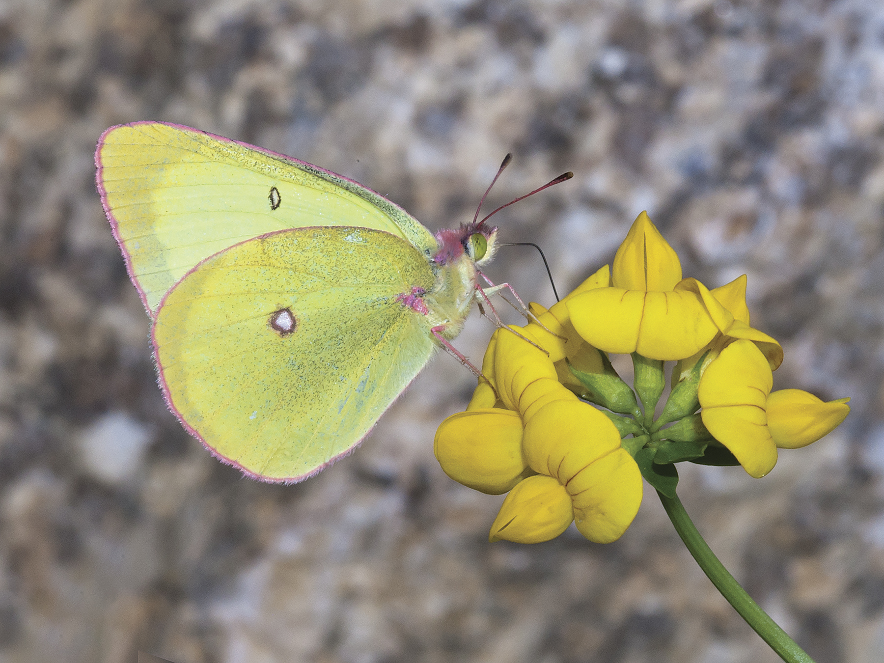 State Butterfly – Pink-edged Sulphur | Maine Secretary of State Kids' Page